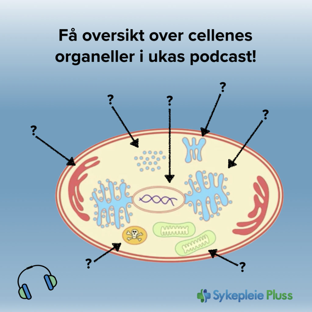 Har du oversikt over cellenes organeller?