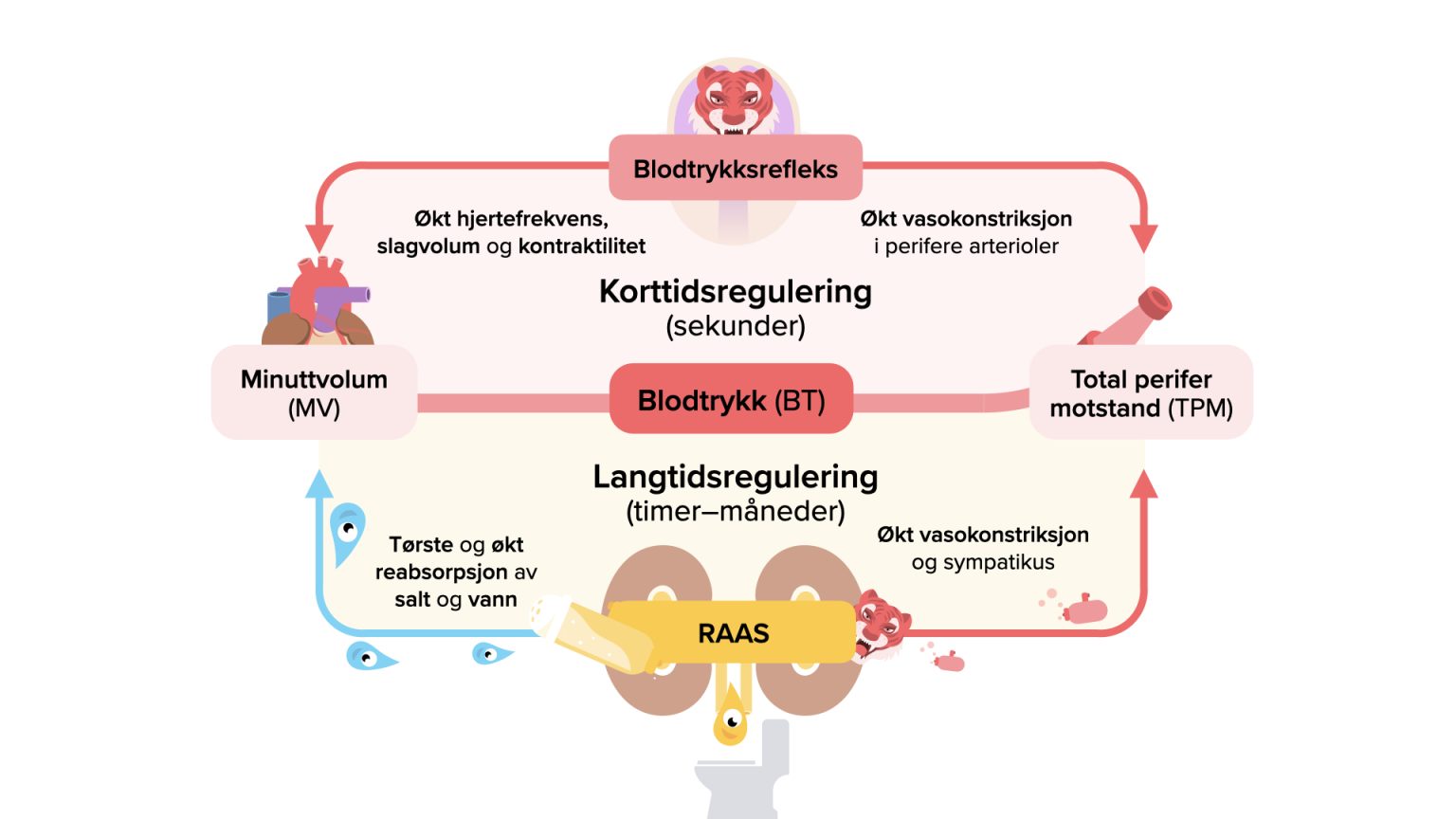 Nasjonal eksamen i anatomi og fysiologi – hva tror vi du blir spurt om?