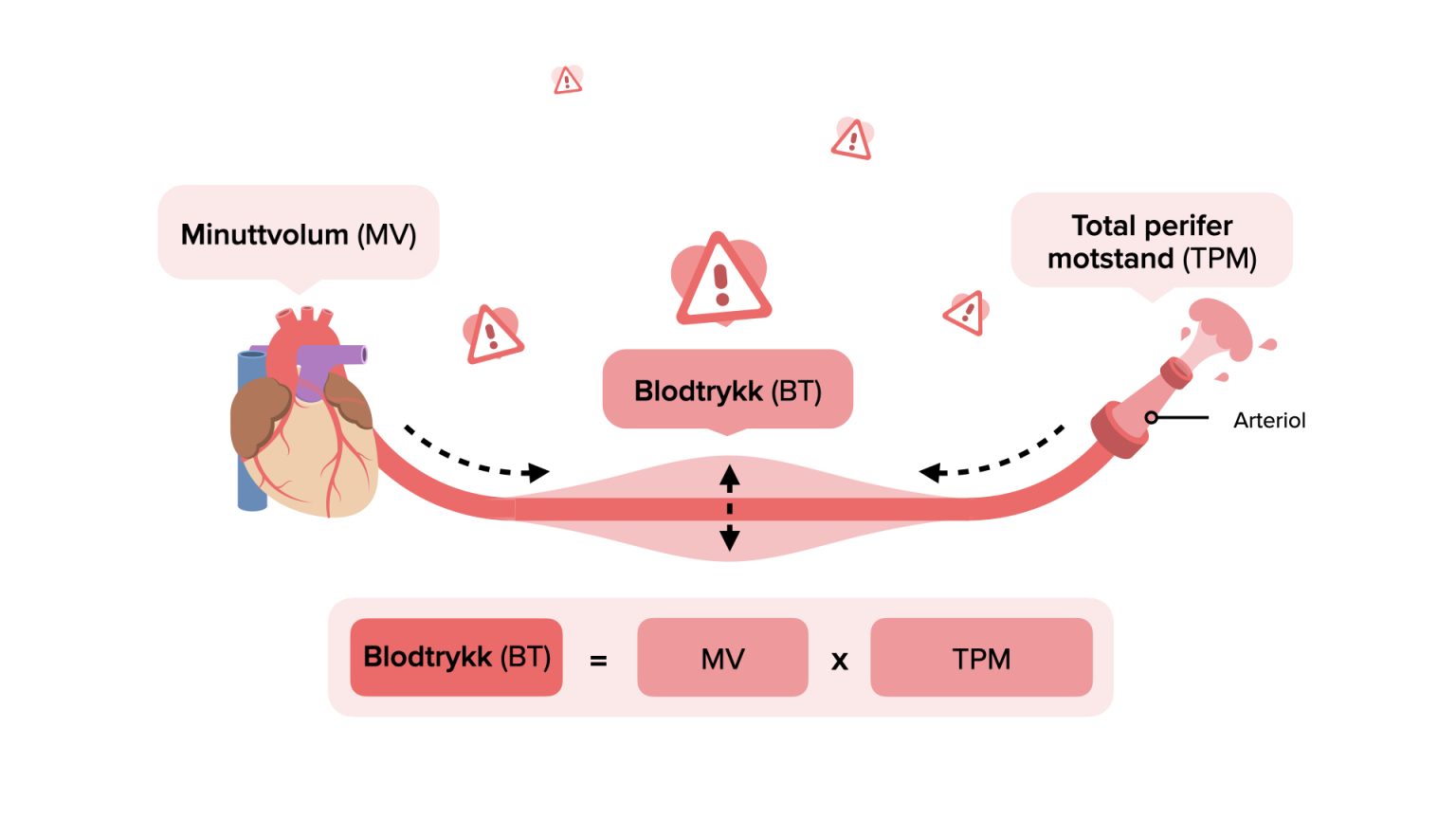 Nasjonal eksamen i anatomi og fysiologi – hva tror vi du blir spurt om?